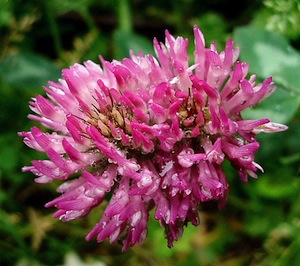 6 benefícios do trevo vermelho para saúde! | Dicas de Saúde