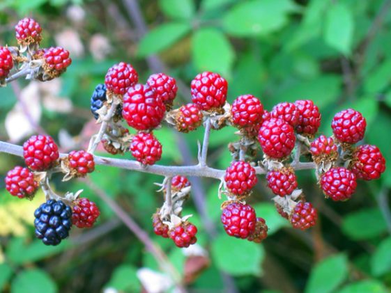 11 benefícios da amora para saúde! | Dicas de Saúde