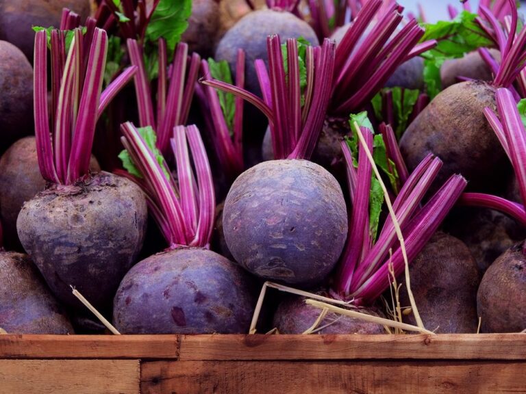 Beterraba: tipos, 30 benefícios, para que serve (com receitas)