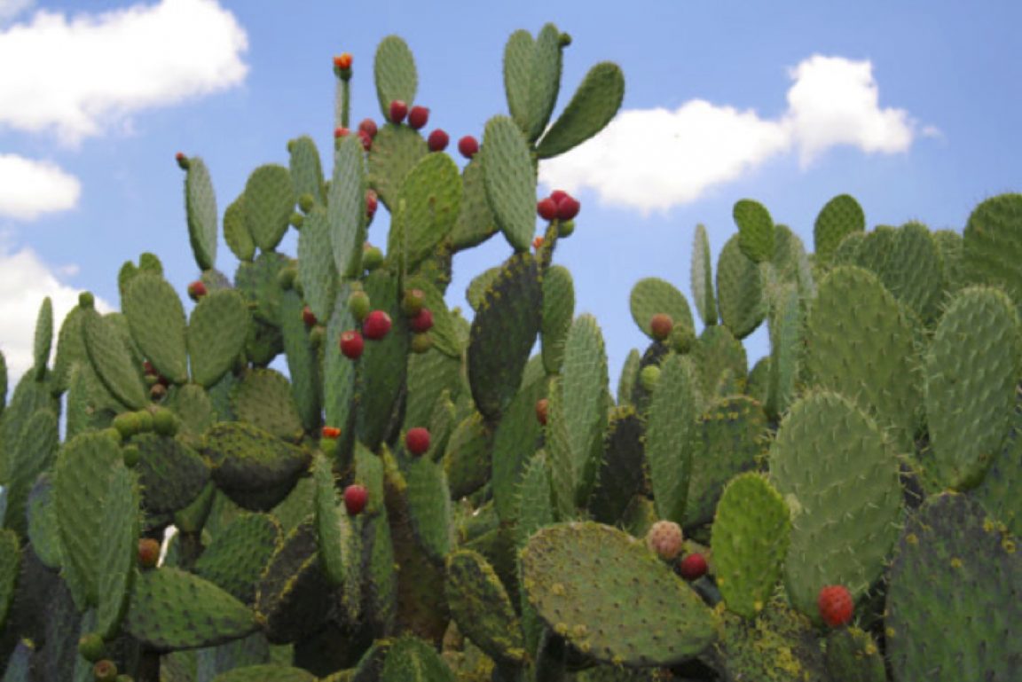 10 benefícios do nopal para saúde! | Dicas de Saúde