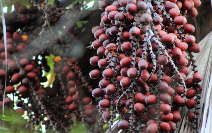 8 Benefícios do Buriti – Para que Serve e Características | Dicas de Saúde