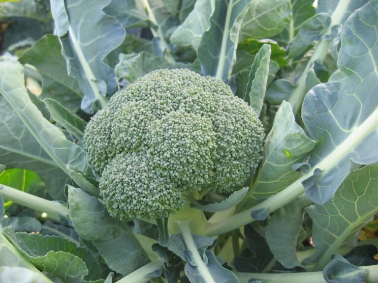 Brócolis: tipos, valor nutricional, para que serve, benefícios ...