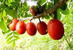 10 Benefícios da Seriguela – Para que Serve e Características | Dicas ...