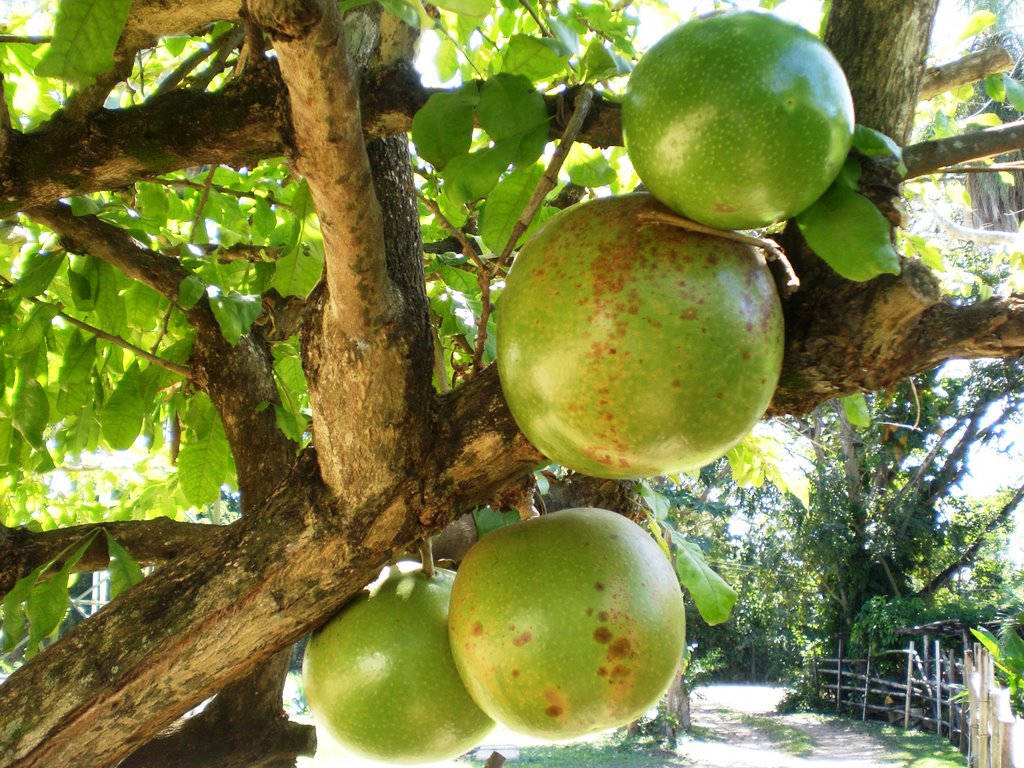 7 Benefícios do Cabaça – Para que Serve e Características | Dicas de Saúde