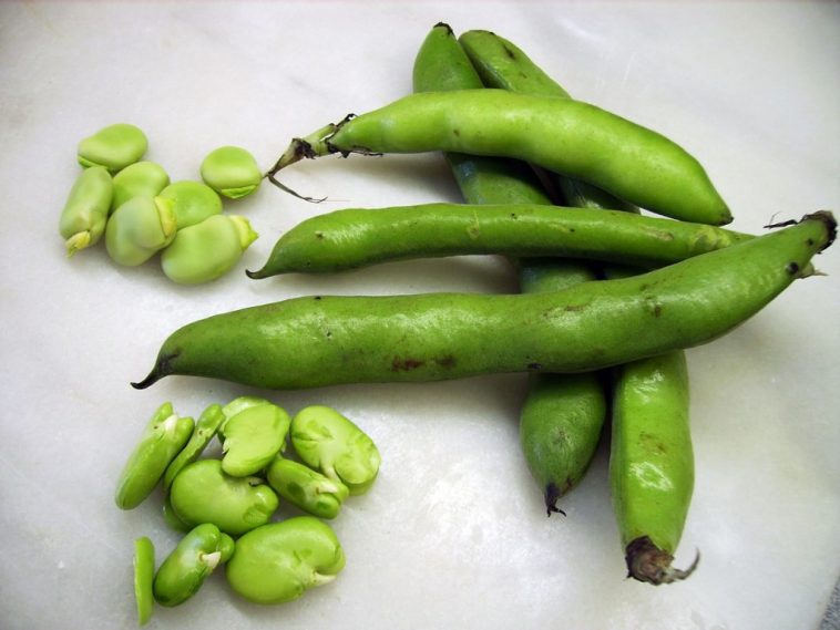 11 Benefícios da Fava – Para que Serve e Características | Dicas de Saúde