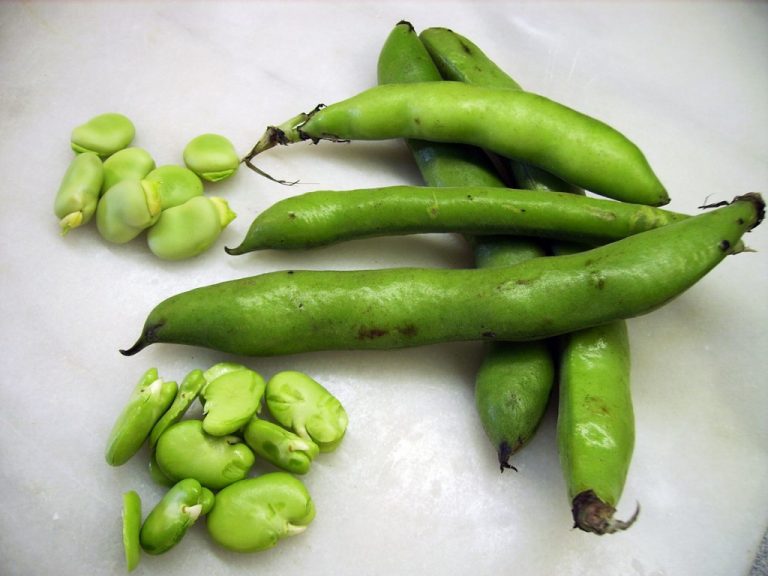 11 Benefícios da Fava – Para que Serve e Características | Dicas de Saúde