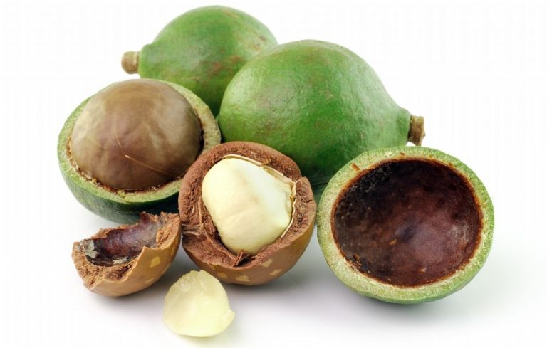 10 Benefícios da Macadâmia – Para que Serve e Características | Dicas ...