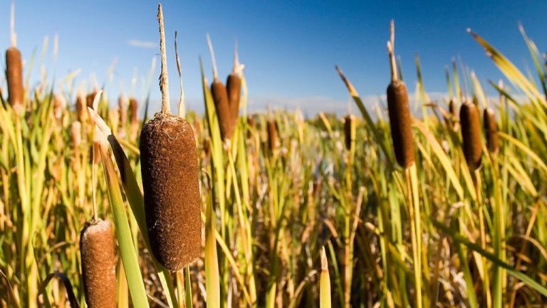 10 Benefícios da Taboa – Para que Serve e Características | Dicas de Saúde