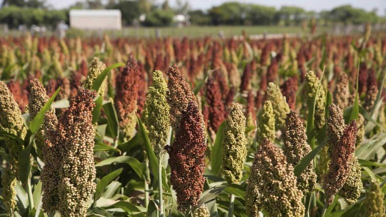 10 Benefícios do Sorgo – Para que Serve e Características | Dicas de Saúde 10 Benefícios do Sorgo – Para que Serve e Características | Dicas de Saúde