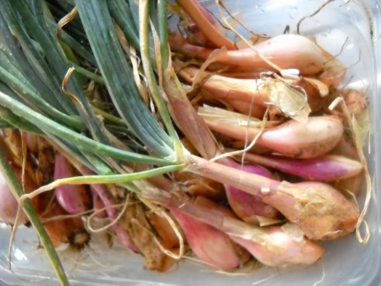 10 Benefícios da Chalota: Para que Serve e cuidados | Dicas de Saúde