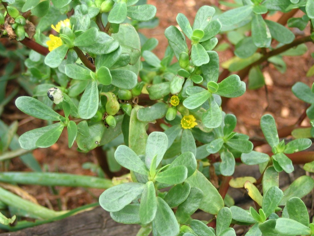 Os 13 Benefícios da Beldroega Para Saúde 【ATUALIZADO】