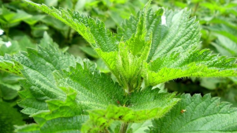 Os 18 Benefícios da Urtiga para Saúde | Dicas de Saúde
