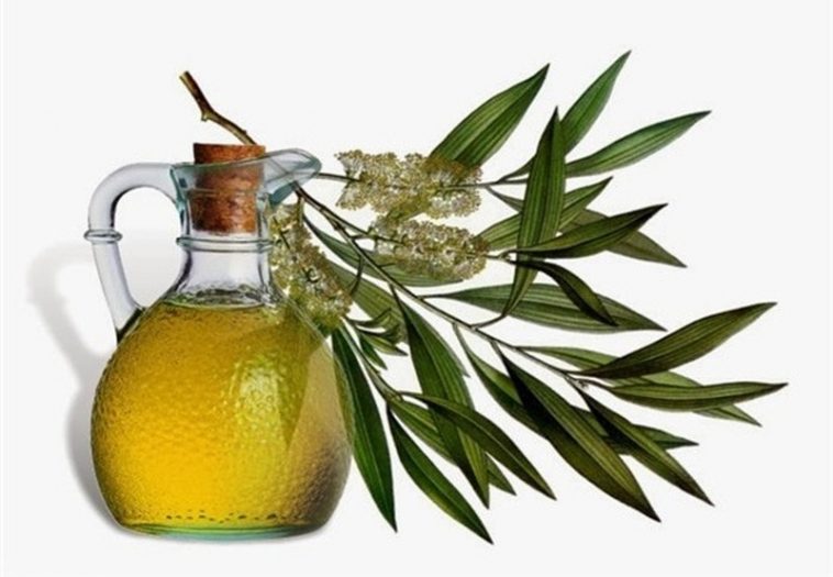 15 Benefícios do Óleo da Árvore do Chá – Para que Serve e ...