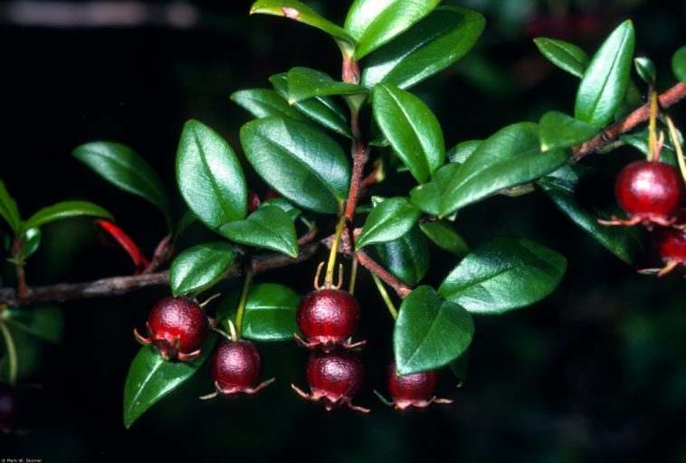 10 Benefícios da Murta – Para que Serve e Características | Dicas de Saúde