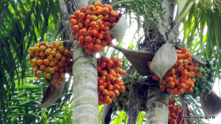 10 Benefícios da Pupunha – Para que Serve e Características | Dicas de ...