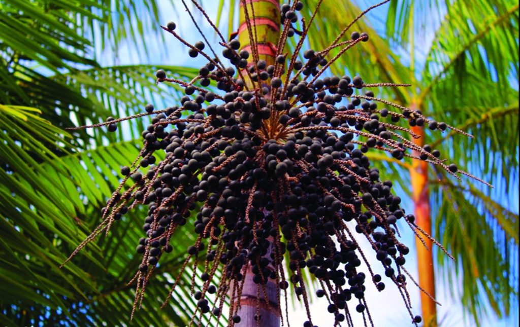 Os 4 Benefícios do Açaí Para o Cabelo 【ATUALIZADO】