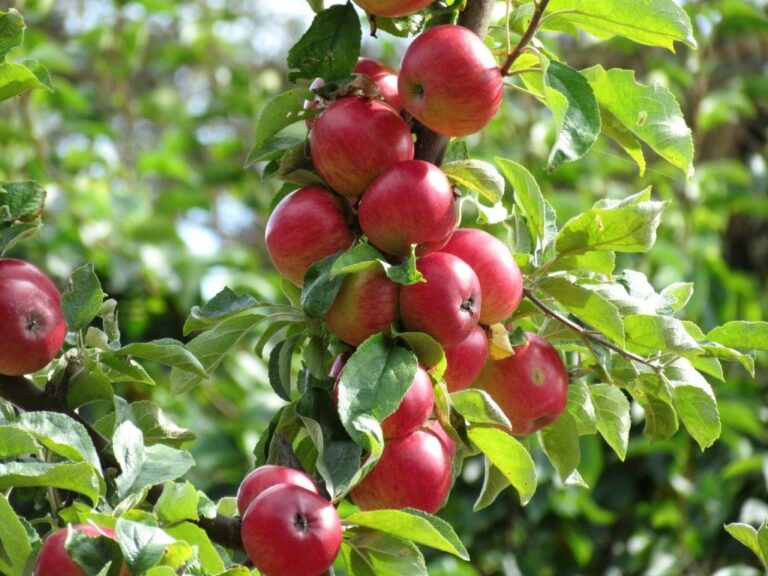Maçã fruta: 4 tipos, 38 benefícios e como usar (10 receitas)