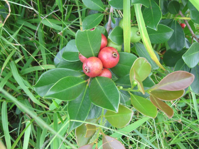 Araçá-Rosa auxilia na perda de peso, estimula a digestão: veja os seus ...