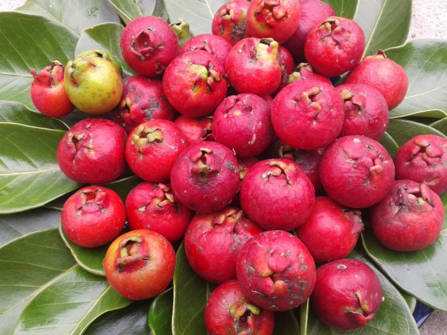 Araçá-Rosa auxilia na perda de peso, estimula a digestão: veja os seus ...