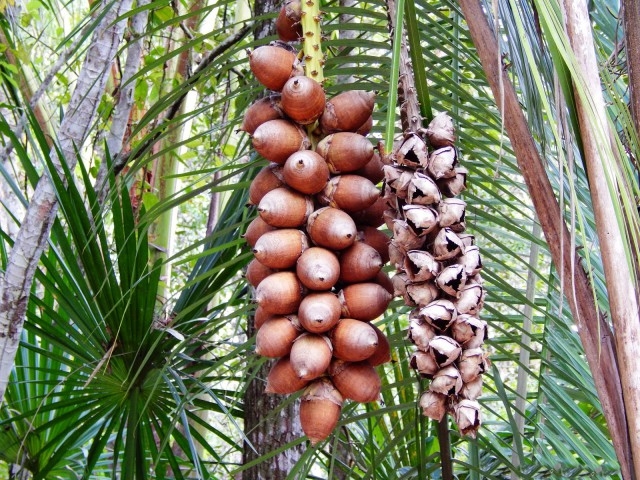 13 Benefícios do Óleo do Coco Babaçu – Para que Serve e Características ...