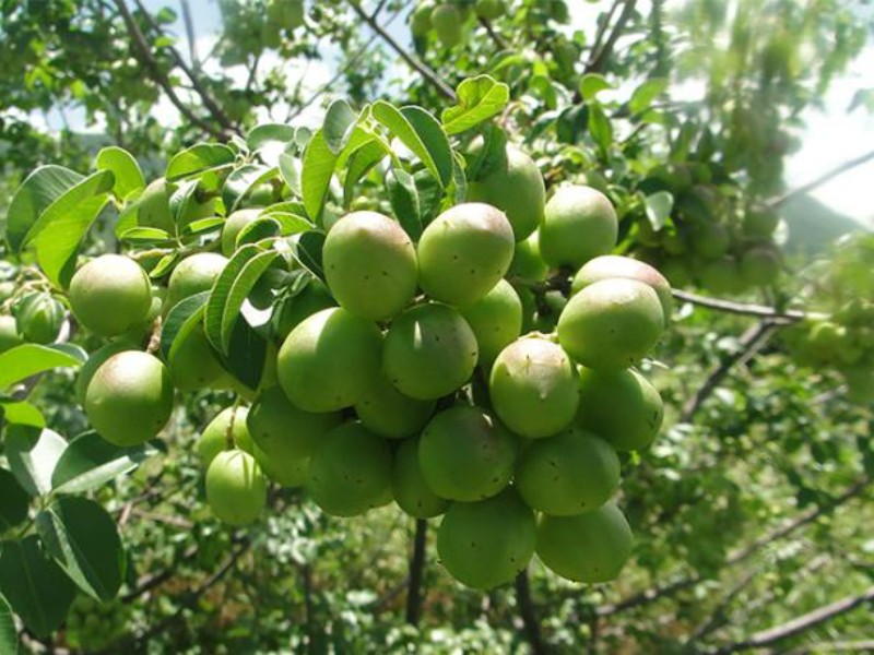 Os 12 Benefícios do Umbu Para Saúde 【ATUALIZADO】