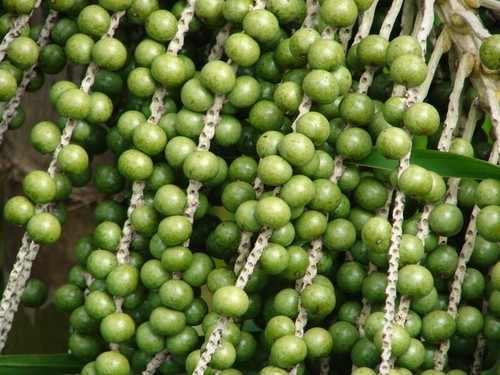 Os 15 Benefícios do Açaí Branco Para Saúde 【ATUALIZADO】