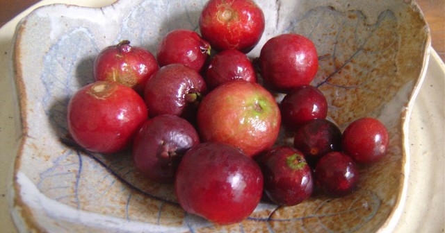 Os 10 Benefícios do Araçá Para Saúde 【ATUALIZADO】