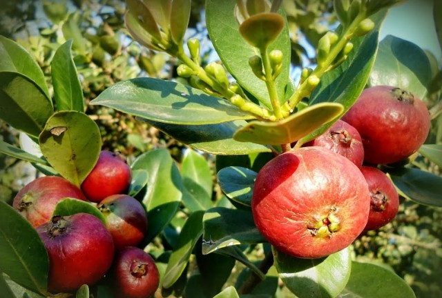 Os 10 Benefícios do Araçá Para Saúde 【ATUALIZADO】