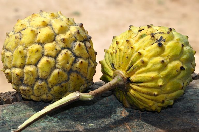 Os 15 Benefícios do Biribá Para Saúde 【ATUALIZADO】