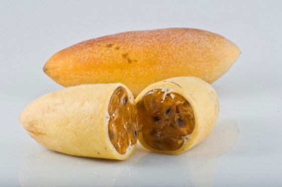 Os 10 Benefícios da Curuba Para Saúde 【ATUALIZADO】