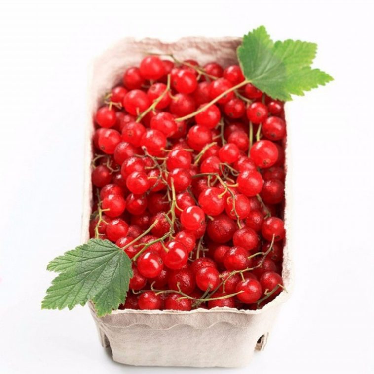 10 Benefícios da Groselha Vermelha – Para que Serve e Características ...