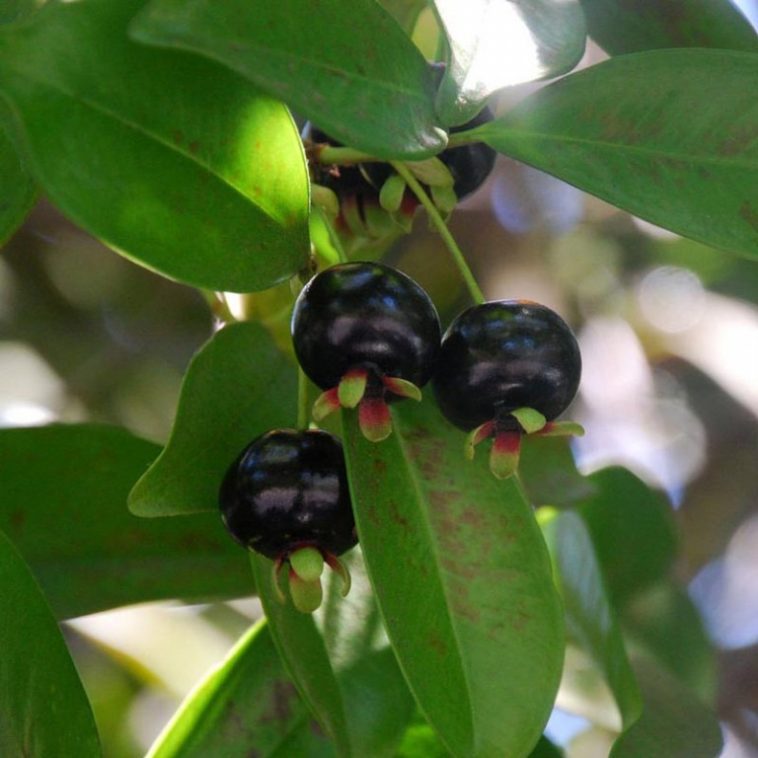 Grumixama ajuda a melhorar a digestão, reduz o estresse: veja os seus ...