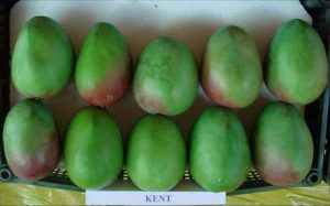 Os 24 Tipos de Manga Mais Populares que você precisa conhecer | Dicas ...