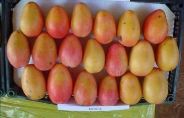 Os 24 Tipos de Manga Mais Populares que você precisa conhecer | Dicas ...