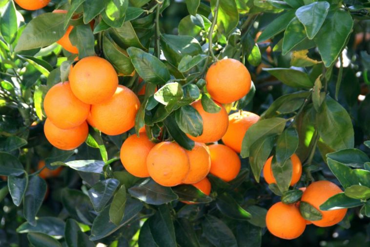 Mexerica auxilia na perda de peso, reduz o risco de leucemia: veja os ...