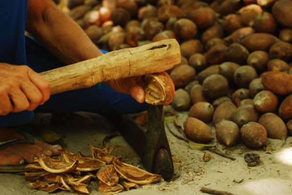 Os 13 Benefícios do Óleo do Coco Babaçu Para Saúde | Dicas de Saúde