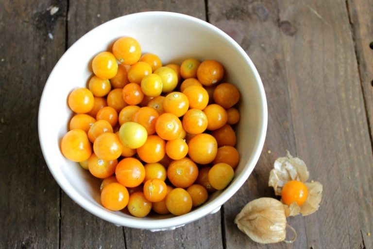 Physalis ajuda a fortalecer a imunidade, reduzir o colesterol: veja os ...