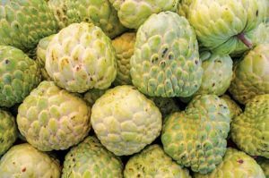 Os 7 Benefícios das Sementes de Pinha Para Saúde 【ATUALIZADO】