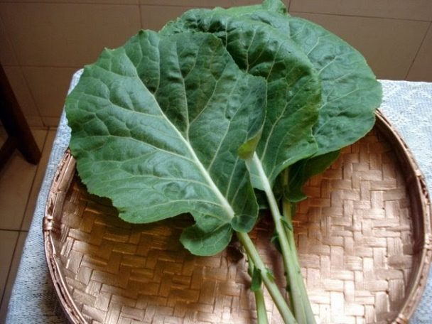 Os 6 Tipos de Couve Mais Consumido no Brasil | Dicas de Saúde