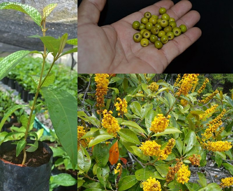 Murici Miúdo ajuda a diminuir o colesterol, controla a diabetes: veja ...