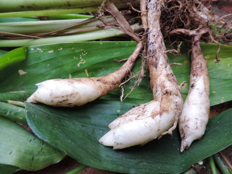 Os 15 Benefícios da Araruta Para Saúde 【ATUALIZADO】