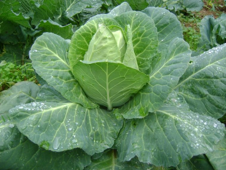 Os 6 Tipos de Couve Mais Consumido no Brasil | Dicas de Saúde