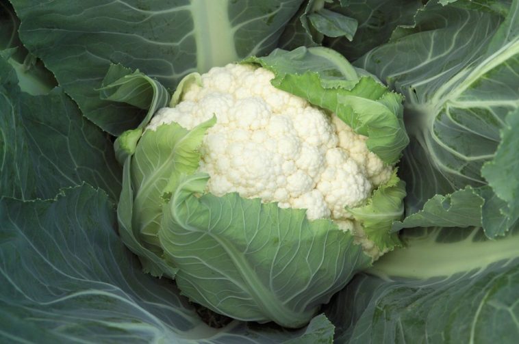 Os 6 Tipos de Couve Mais Consumido no Brasil | Dicas de Saúde