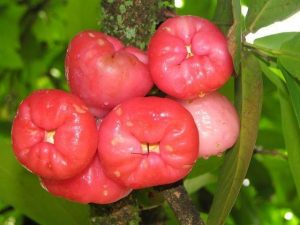 Jambo Rosa faz bem para a pele e para o intestino: veja os benefícios ...