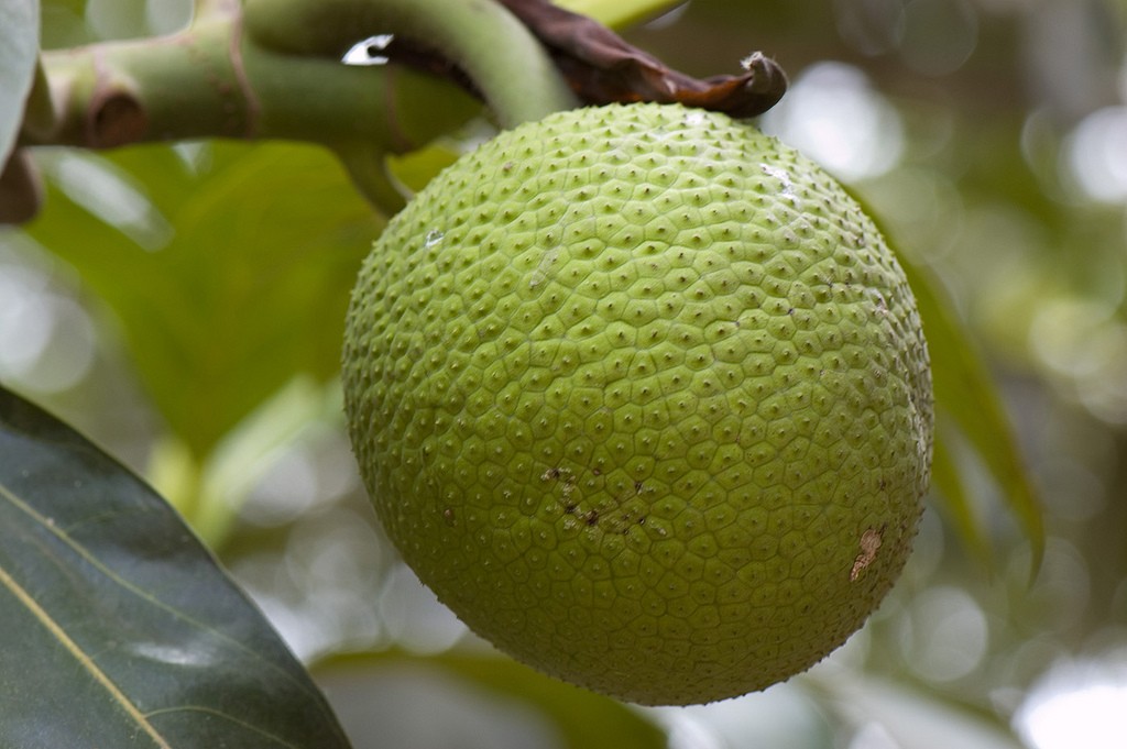 Os 12 Benefícios da Fruta Pão Para Saúde 【ATUALIZADO】