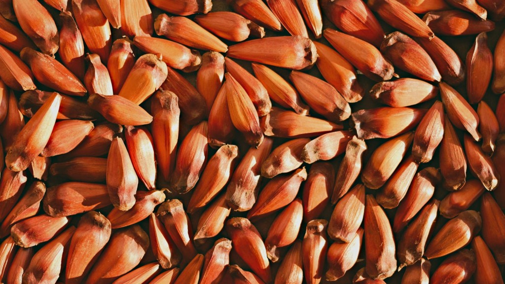 Os 6 Benefícios do Pinhão Para Pele e Cabelo 【ATUALIZADO】