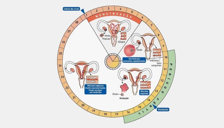 O Que é um Ciclo Menstrual Normal? Todos os Detalhes | Dicas de Saúde