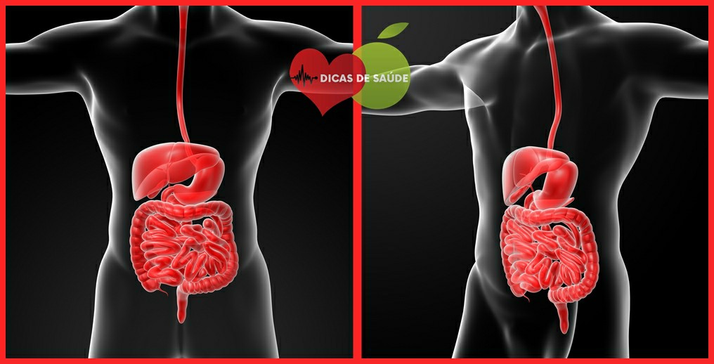 Como o Processo da Digestão Realmente Funciona 【ATUALIZADO】