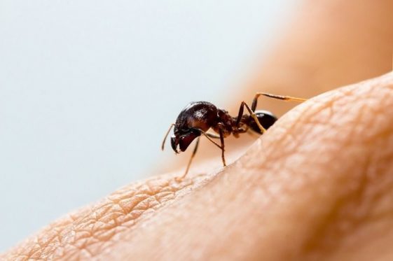 Os 5 Remédios Caseiros Para Tratar Picada de Formigas | Dicas de Saúde