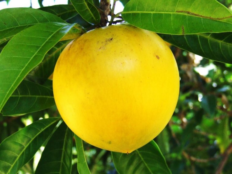 Abiu é bom para pele, imunidade, visão, digestão: veja os seus ...